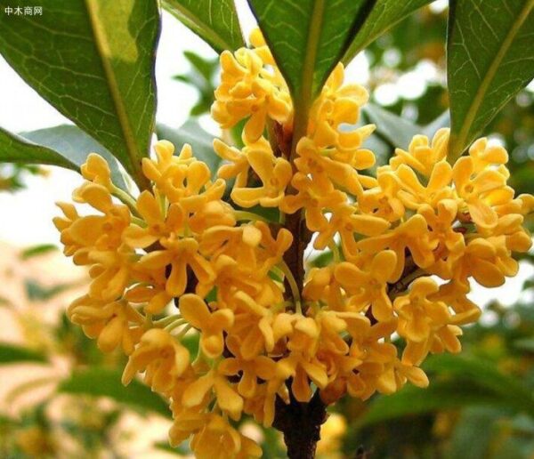 八月花August flower-----桂花osmanthus